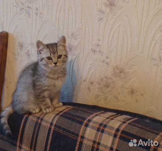 Продам шотландских котят (скоттиш страйт)