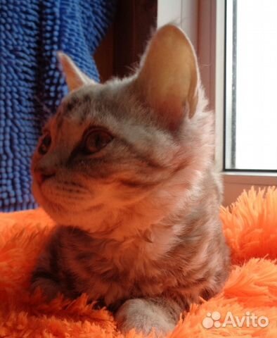 Гарфилд Керли Астра