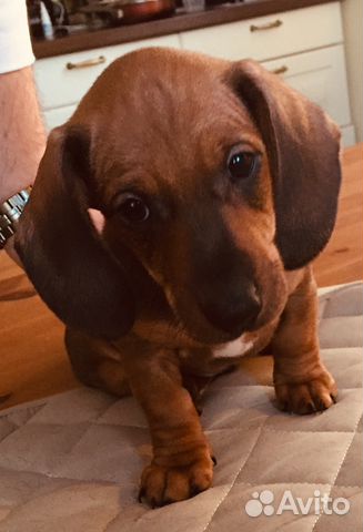 Щенки таксы стандартной