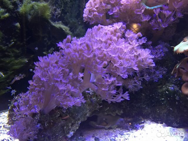 Коралл ксения пульсирующая