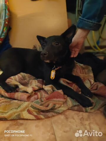 Маргоша в добрые руки