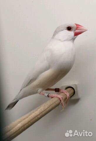 Рисовая амадина (рисовка), птенцы