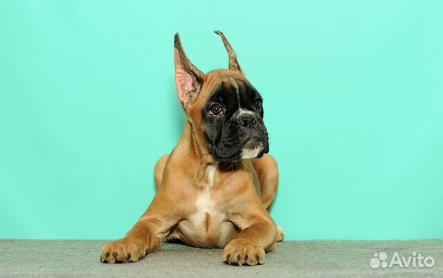 Рыжая девочка боксера