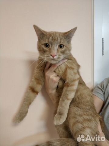 Шикарный рыжий кот 10 мес в частный дом