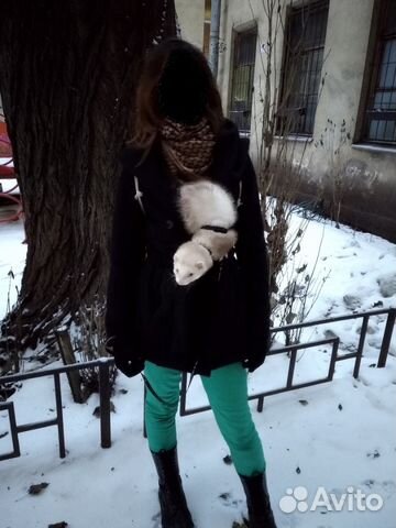 Хорек Бесплатно