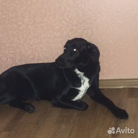 Отдадим собаку в добрые руки очень ласковую и добр