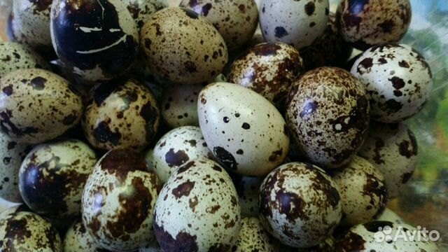 Яйцо перепелиное инкубационное