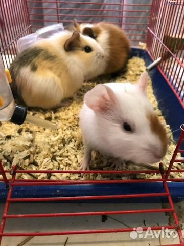 Морская свинка