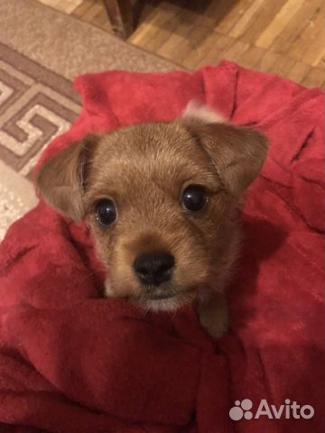 Милашка йорчи)