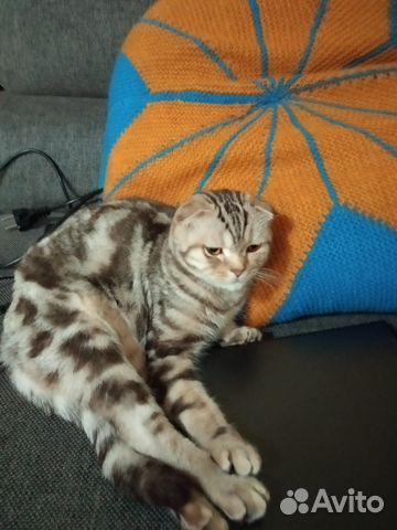 Шотландский вислоухий котик