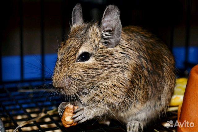 Белочки Дегу