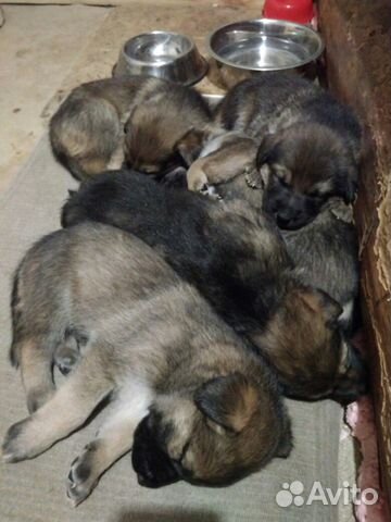Продам митизы немецкой овчарки