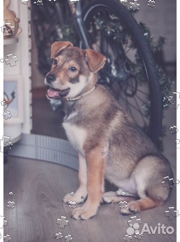 Малыш Бублик ищет родителей