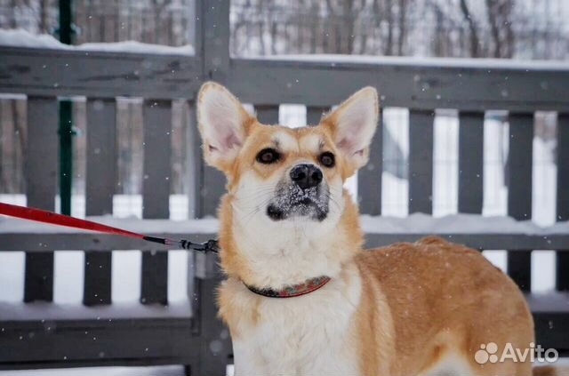 Собака Лиза в дар