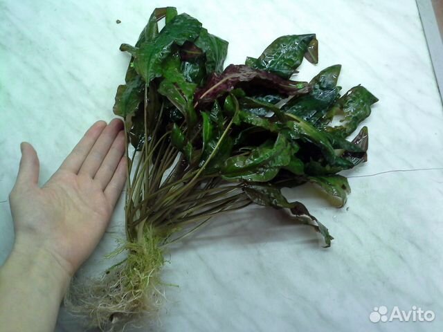 Аквариумное растение Криптокорина