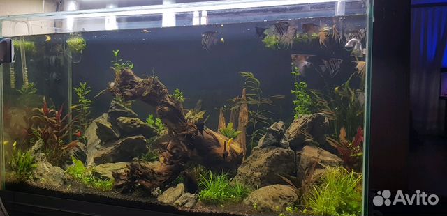 Аквариум 260л