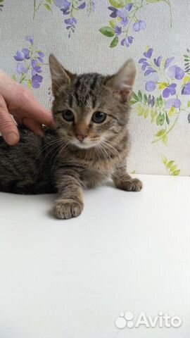 Котенок-тигренок мальчик 2,5 мес в дар
