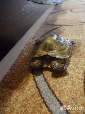 Отдам черепаху сухопутную