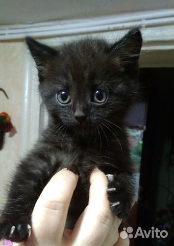 Отдам в добрые руки котенка (мальчик) метис с брит