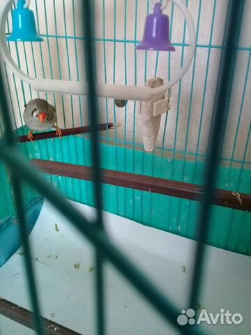 Самка зебрового амадина с клеткой