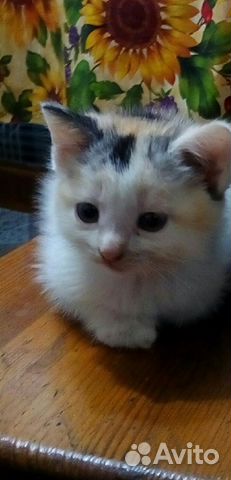 Милые первенцы в добрые руки