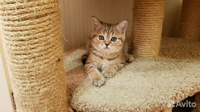 Шотландская девочка-страйт ждёт Вас