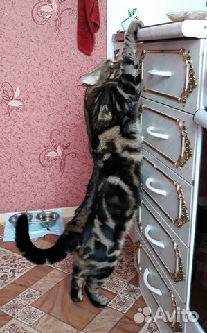 Отдам хорошим людям бенгальского кота