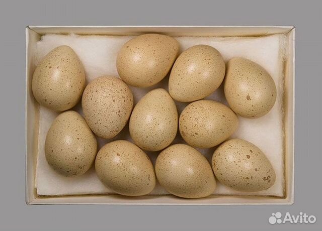 Яйцо инкубационное дичи
