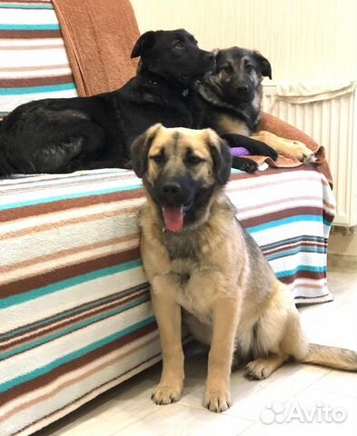 Красивые щенки в дар