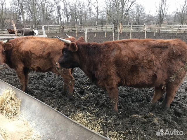 Стельные коровы