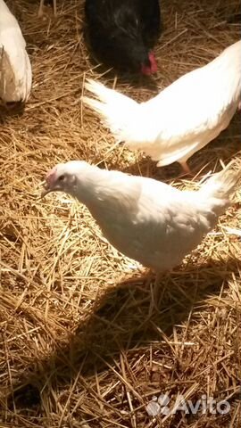 Куры молодки породы Декалб