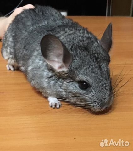 Шиншилла самец (3 месяца)