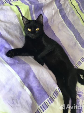 Красотка котенок Наоми, 7мес+, ласковая, стерилиз