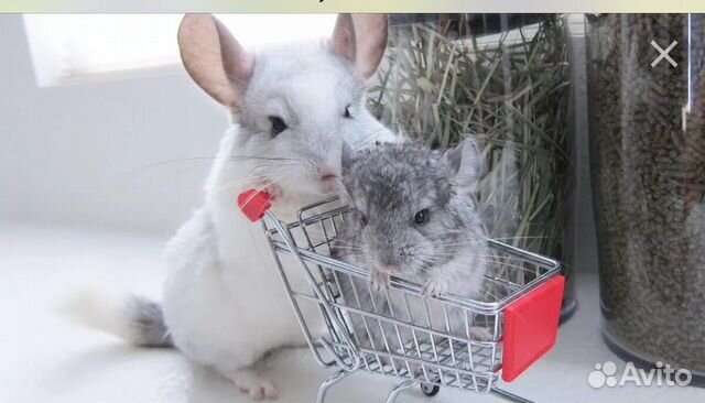 Мини-ферма Шиншилл Остатки