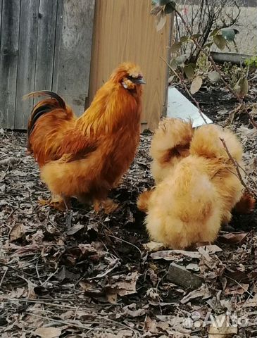 Инкубационное яйцо,цыплята породных кур