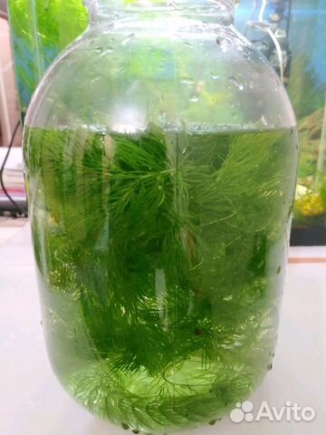 Роголистик