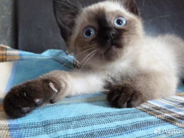 Отдам сиамского котенка
