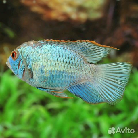 Рыба Акара голубая