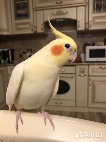 Попугай Корелла