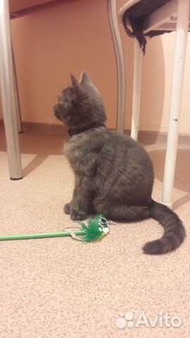Отдам котенка мальчика в хорошие руки