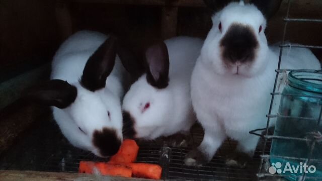 Самки Калифорния и Панноны, сукрольные самочки