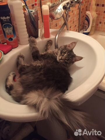 Кошка для вязки