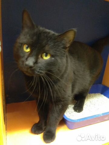 Роскошный, черный котяра