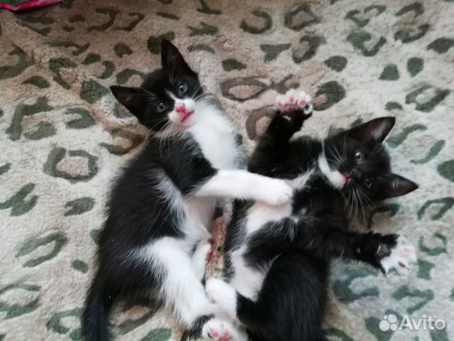 Котята бесплатно