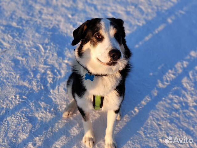 Собака в дар.в добрые ручки