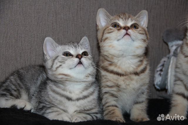 Ясмина ищет семью