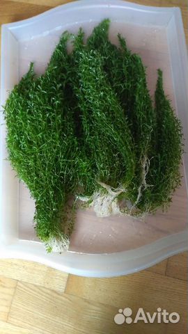 Хемиантус Микрантемоидес отдам