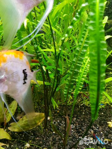 Криптокорина балансе