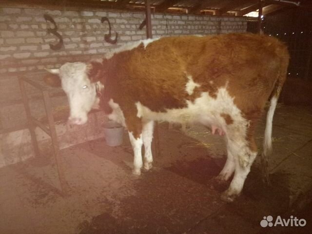 Продам первотелку