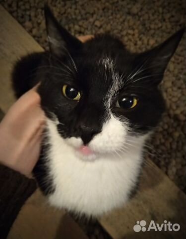 Пианист - оч добрый котик, кастрир, живет в приюте